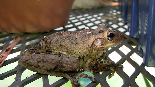 Cuban Tree Frog | Project Noah