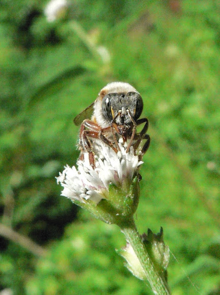 Mayan bee | Project Noah