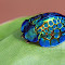 Imperial Tortoise Beetle | Project Noah