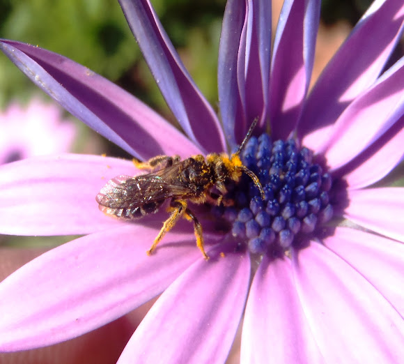 Abeja cortadora de hojas. Leaf-cutting bee | Project Noah