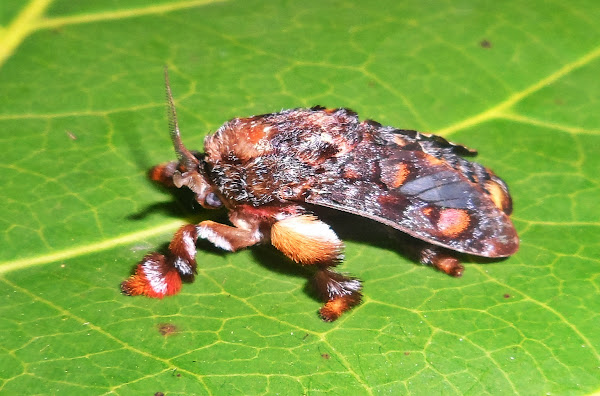 Monkey Slug Caterpillar (Moth)? | Project Noah