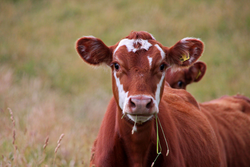 Photo Contest: Cows of our planet | Pixoto