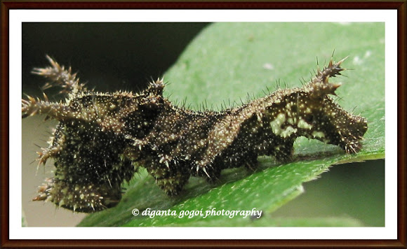 Common Sailor Caterpillar | Project Noah