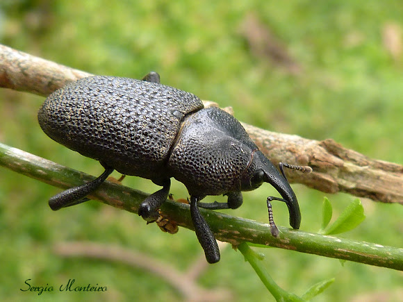 Giant black weevil | Project Noah