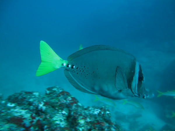 Razor surgeonfish | Project Noah