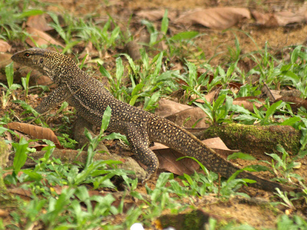 Malayan Water Monitor | Project Noah