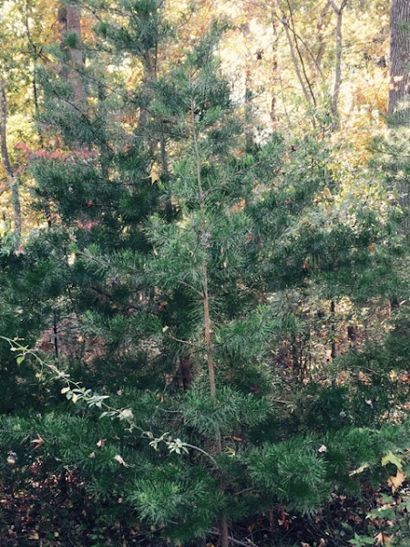 Pine Tree | Project Noah