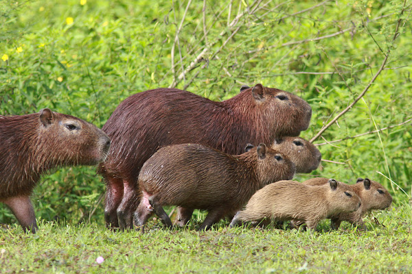 Capybara | Project Noah