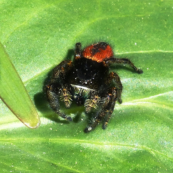 Red Backed Jumping Spider {Female} | Project Noah