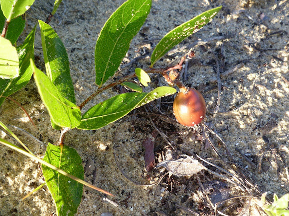 Gopher Apple | Project Noah