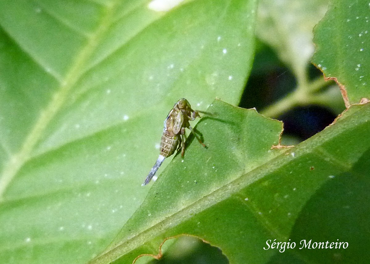 Leaf hopper nimph | Project Noah