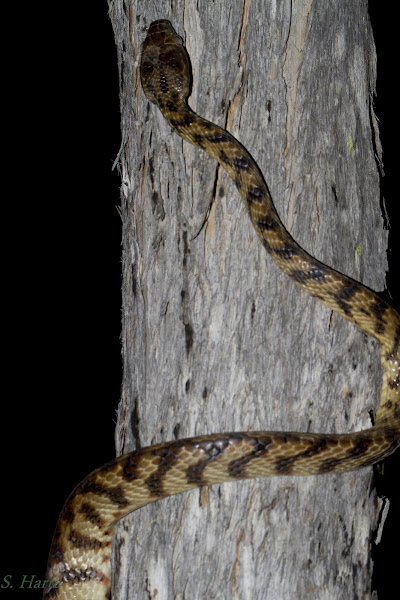 Brown Tree Snake | Project Noah