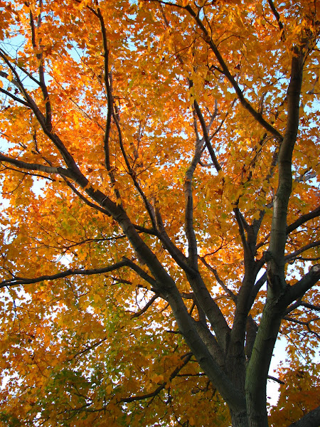 Oak tree | Project Noah