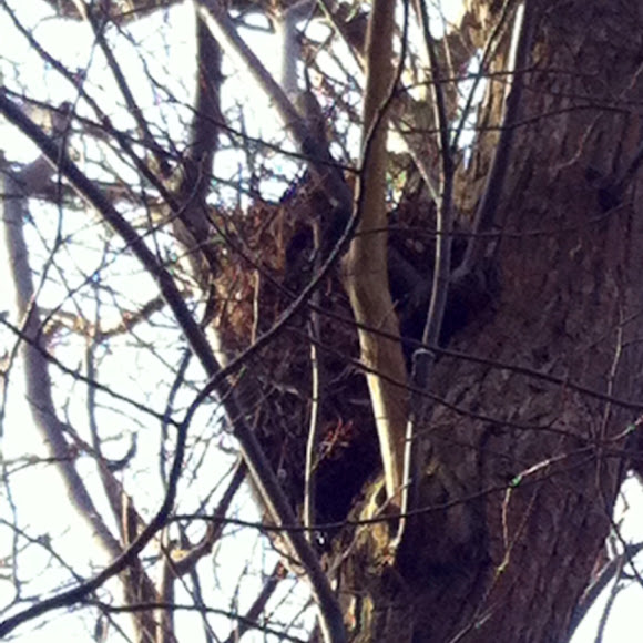 Grey squirrel drey (nest) | Project Noah