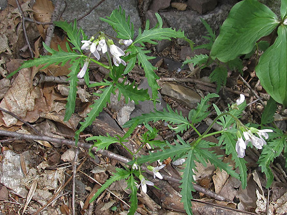Cutleaf toothwort | Project Noah