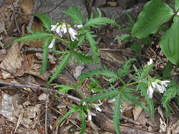 Cutleaf toothwort | Project Noah