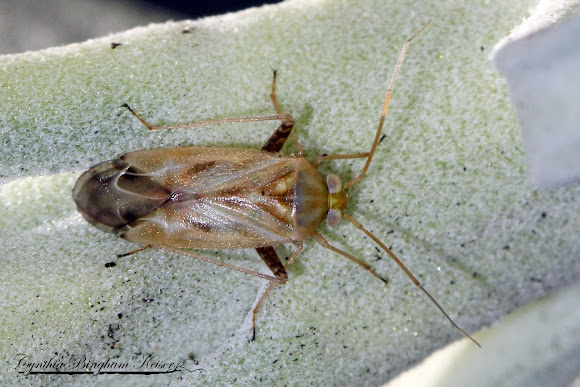 Broken-backed Bug | Project Noah