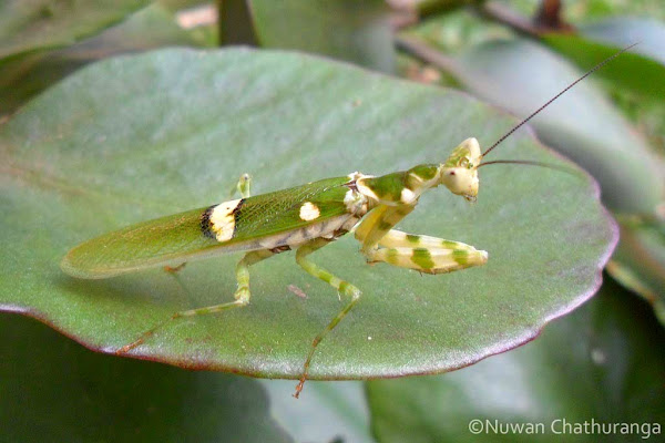 Jeweled Flower Mantis | Project Noah