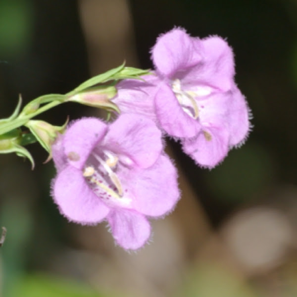 Purple gerardia | Project Noah