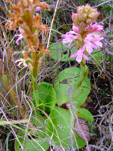 Satyrium erectum | Project Noah