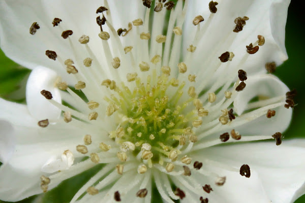 Raspberry (flower) | Project Noah