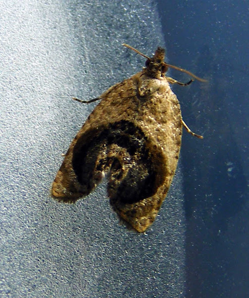 Dog-faced Bell Moth | Project Noah