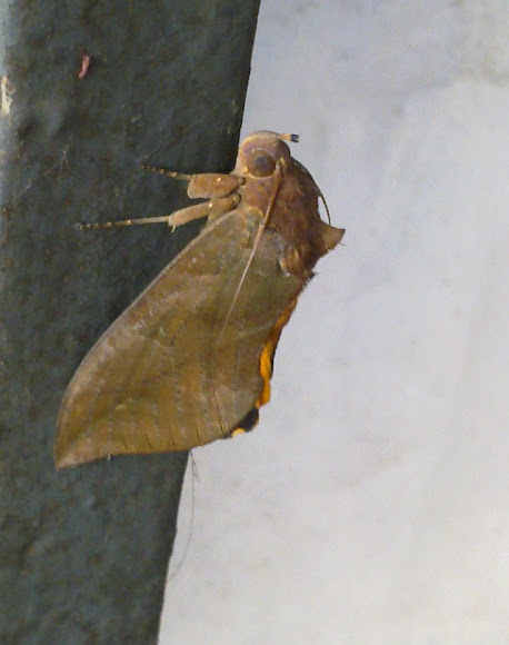 Fruit-piercing moth | Project Noah