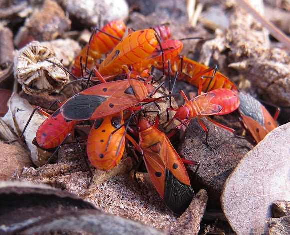 Orange Milkweed Bug | Project Noah
