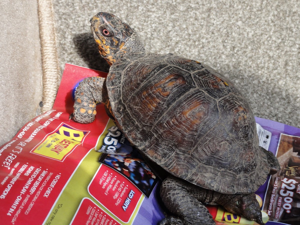 Eastern Box Turtle | Project Noah