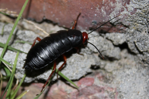 Red Headed Cockroach | Project Noah