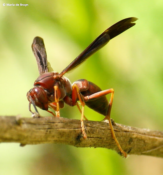 Paper wasp | Project Noah