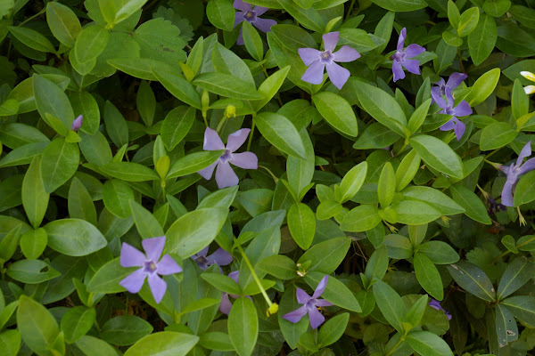 Lesser periwinkle | Project Noah