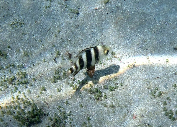 Sargo imperial, sargo breado | Project Noah