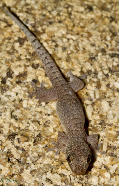 Gehyra Gecko | Project Noah