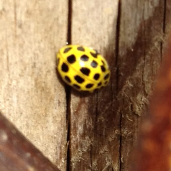 Twenty-two spot Ladybird | Project Noah