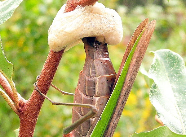 Chinese Praying Mantis (Egg case) | Project Noah