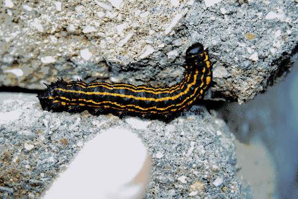Orange-Striped Oakworm | Project Noah