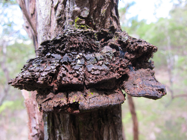 Phellinus badius - Bracket Fungi | Project Noah