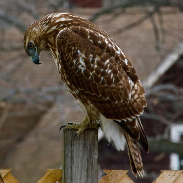 Red-tailed hawk | Project Noah