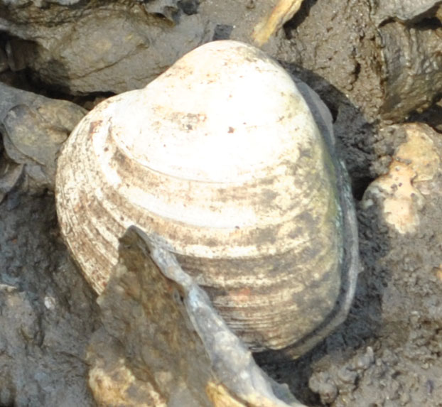 Buttercup Lucine | Project Noah