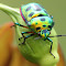 Green Jewel Bug | Project Noah