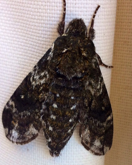 Pawpaw Sphinx Moth | Project Noah