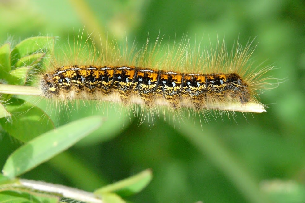 Western Tent Caterpillar | Project Noah