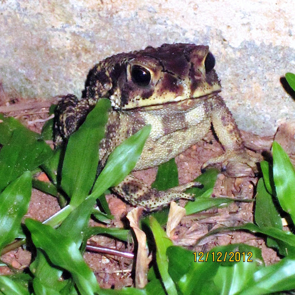 Common Indian Toad | Project Noah