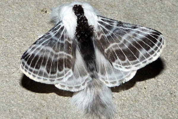 Large Tolype Moth | Project Noah