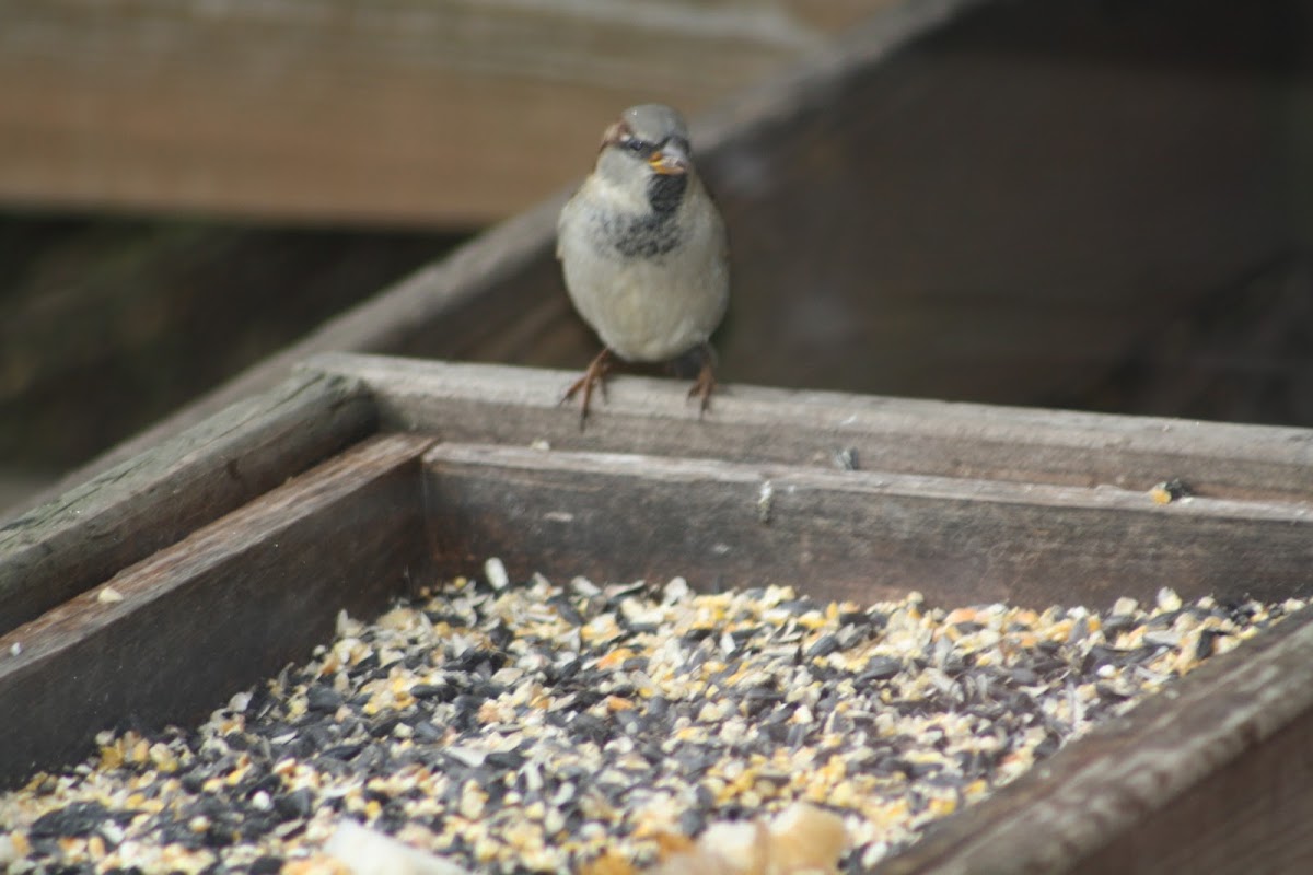 House Sparrow | Project Noah