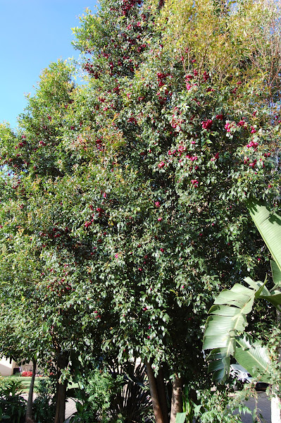 Waterberry? | Project Noah