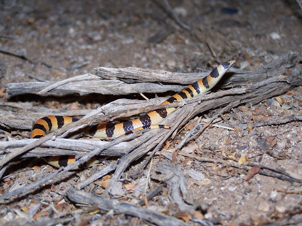 Variable Sand Snake | Project Noah
