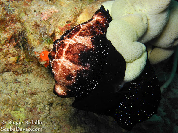 Common Egg Cowry | Project Noah