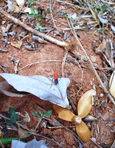 Cotton Stainer | Project Noah